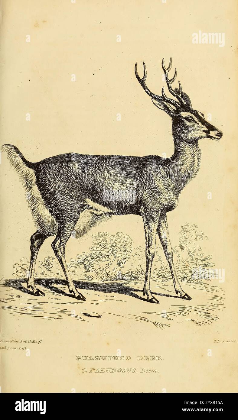 The animal kingdom, London, Printed for G.B. Whittaker, 1827-1835 ...