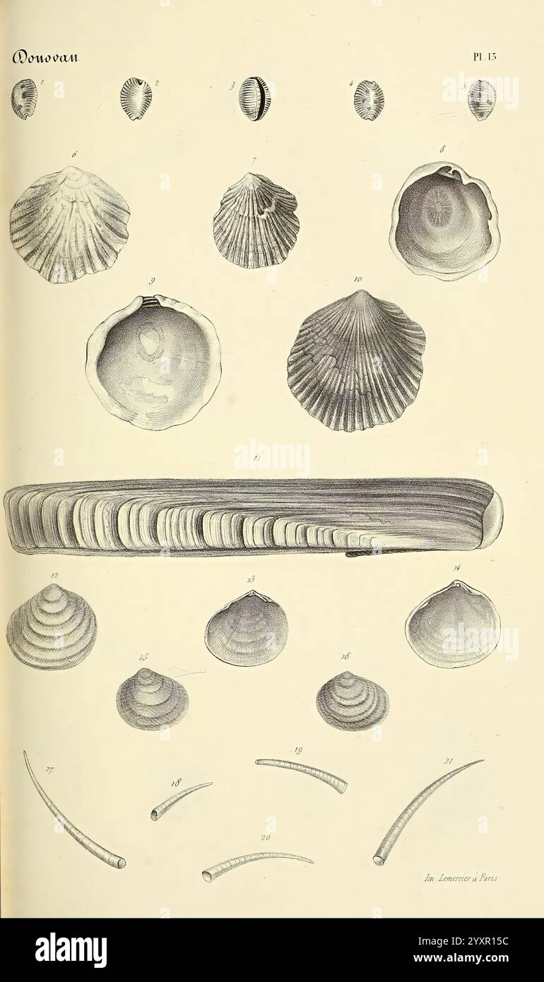 Bibliothèque conchyliologique Paris A. Franck 1845-1846 shells mollusks ...