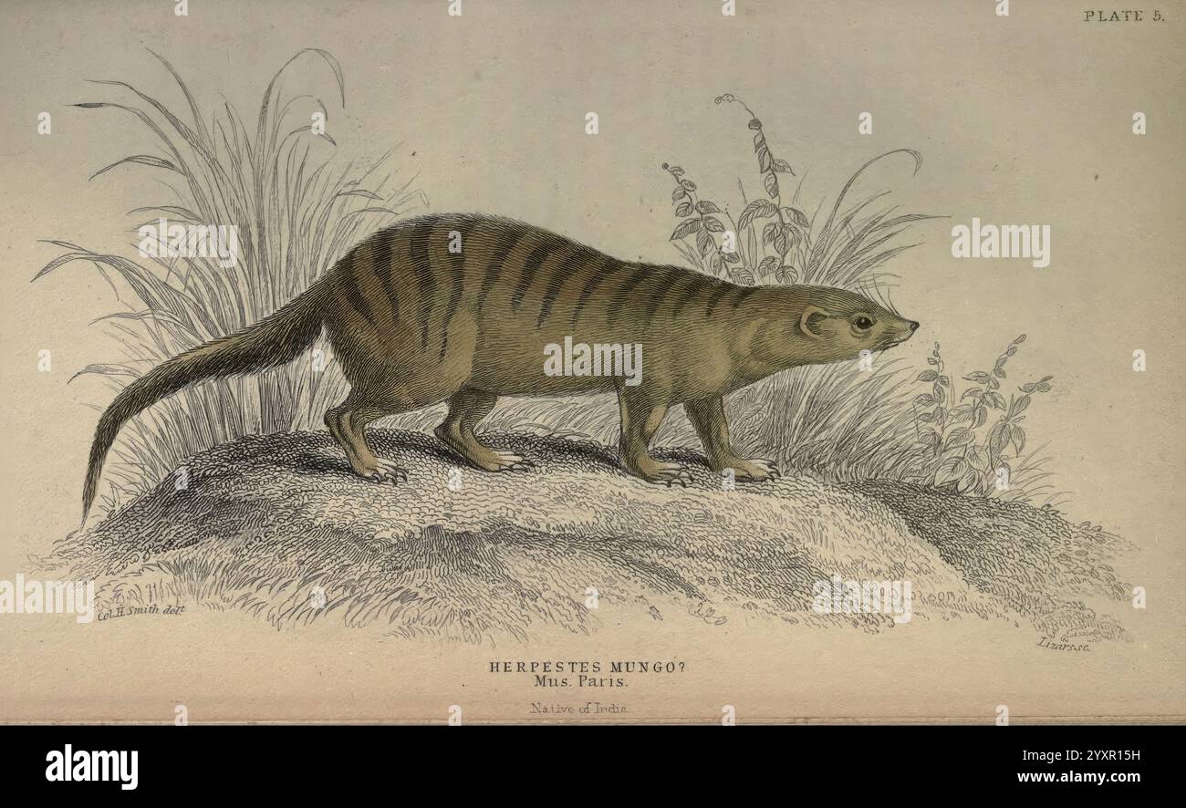 Mongooses keen features hi-res stock photography and images - Alamy