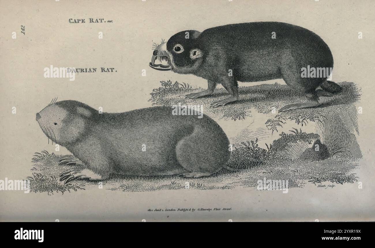 General zoology Systematic natural history London Printed for G ...