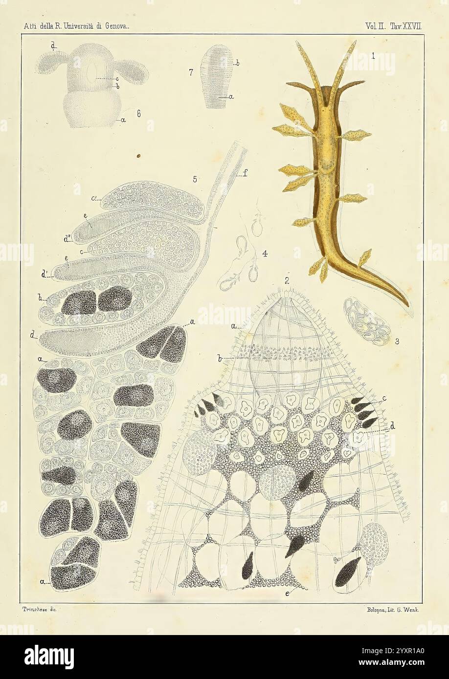 Prominent organic structure hi-res stock photography and images - Alamy