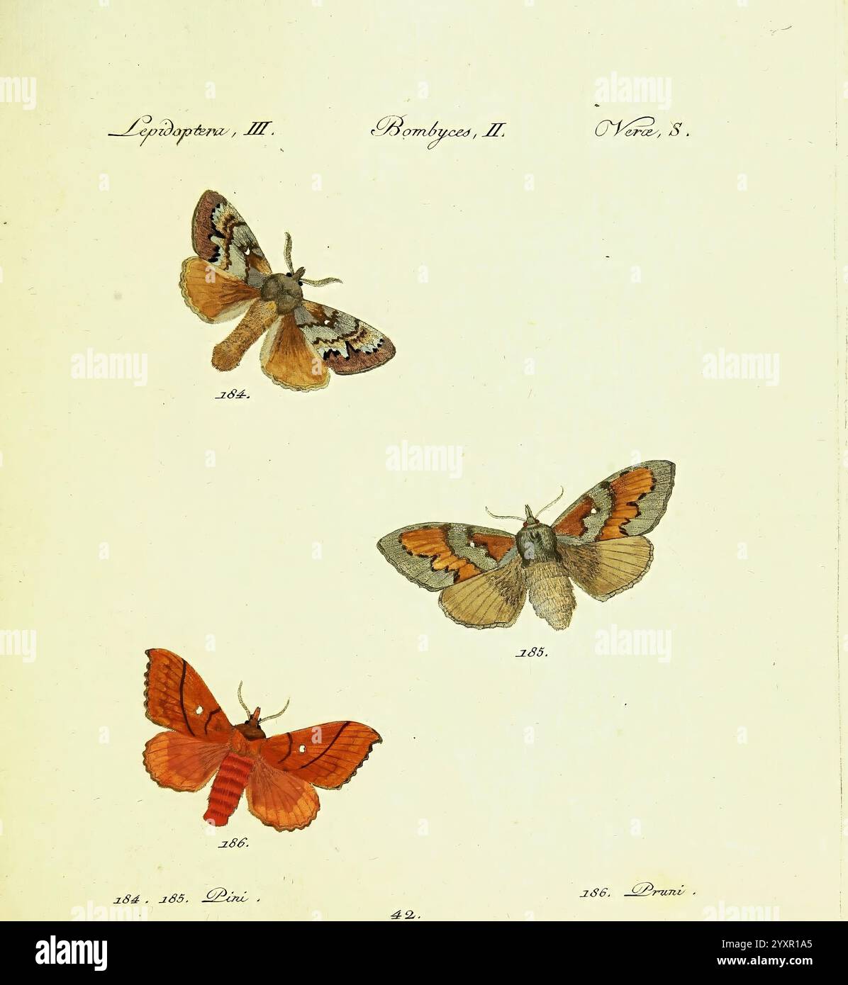 Bottom moth displays hi-res stock photography and images - Alamy