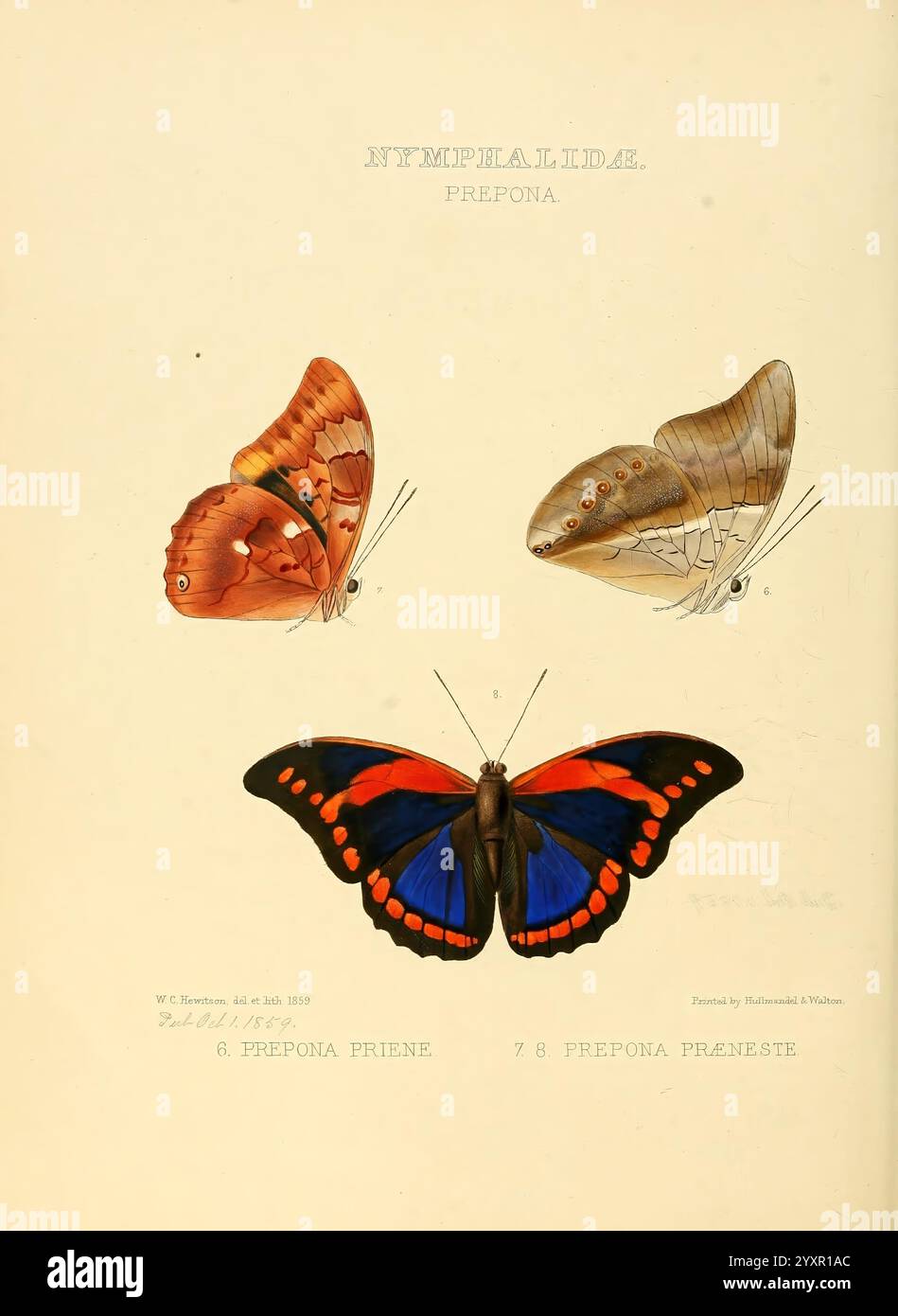 Illustrations of new species of exotic butterflies London John Van ...