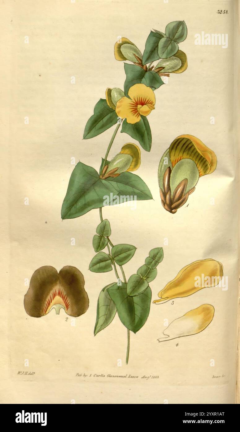 Curtis's Botanical Magazine London New York Botanical Illustration ...