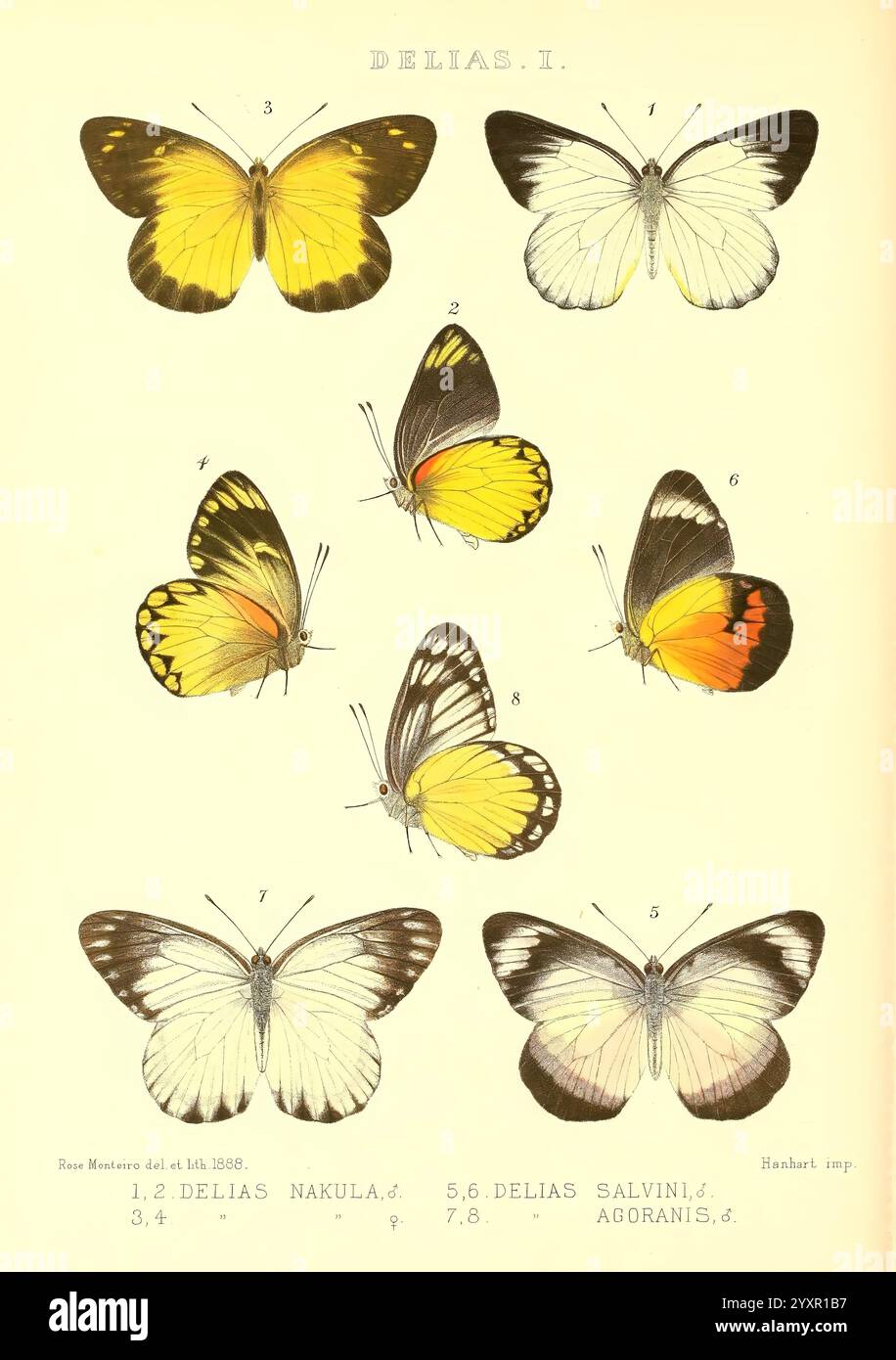 Top row features three butterflies hi-res stock photography and images ...