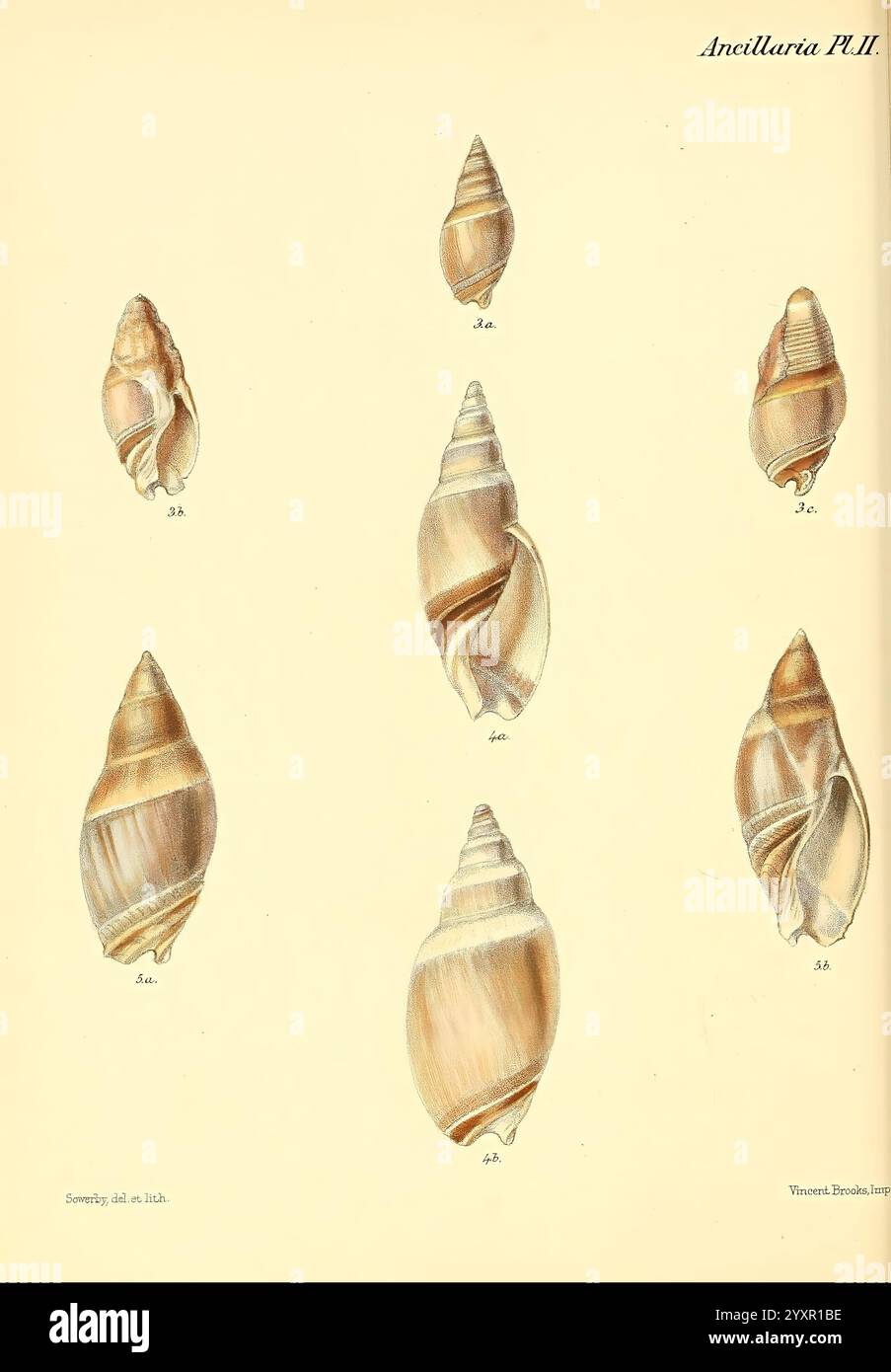 Conchologia Iconica, or Illustrations of the shells of molluscous ...