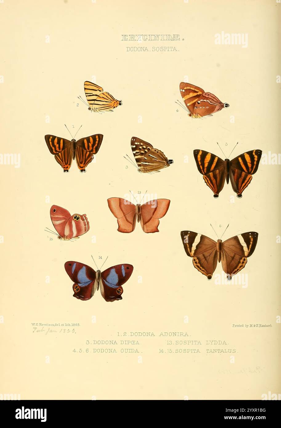 Illustrations of new species of exotic butterflies London, John Van ...