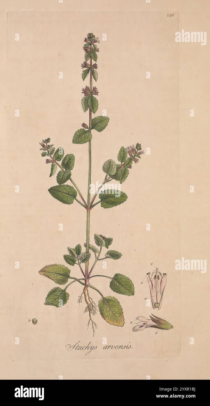 Flora Londinensis, or Plates and descriptions of such plants as grow ...