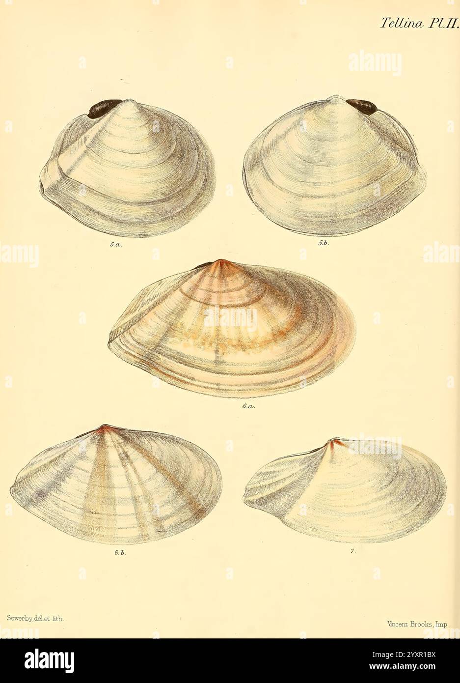 Five distinct clam shells hi-res stock photography and images - Alamy