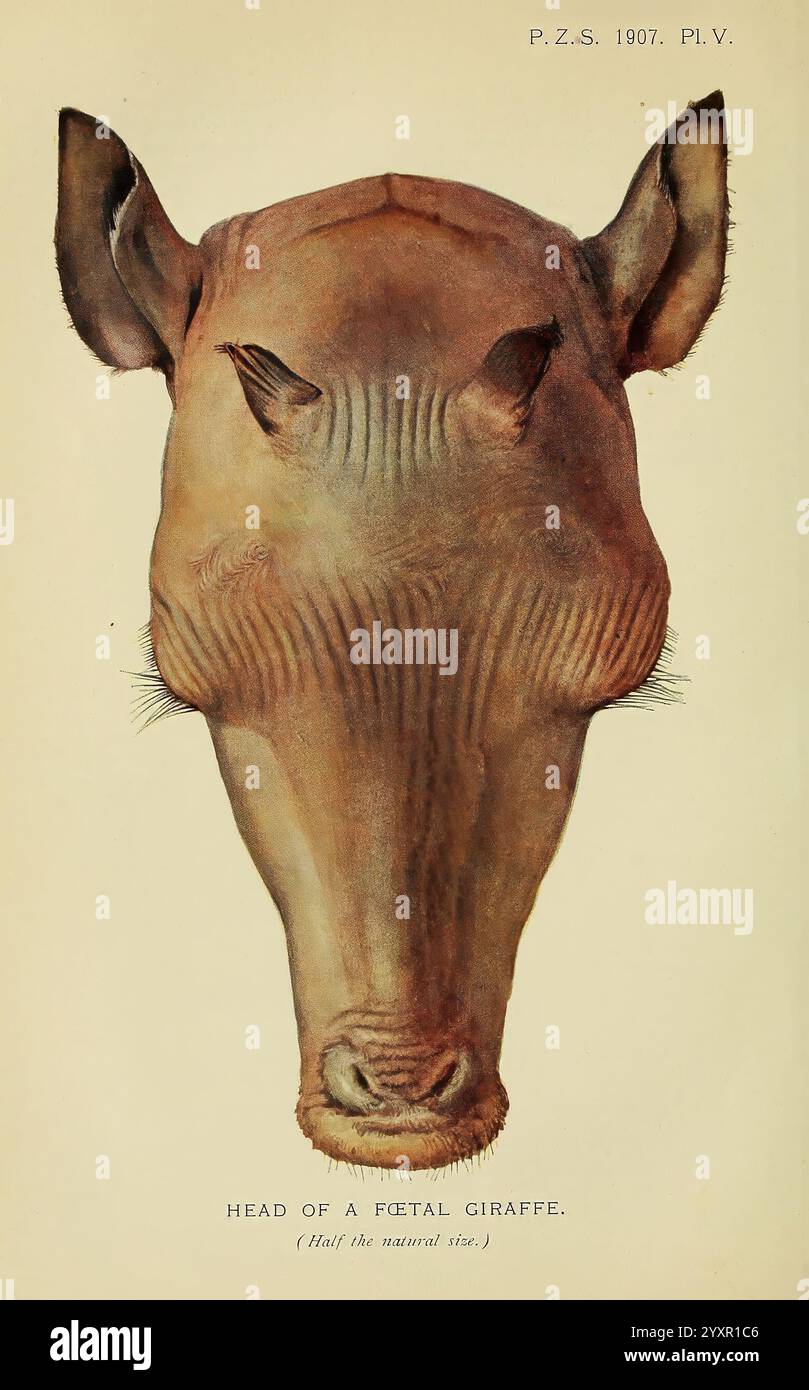 Fetal giraffe hi-res stock photography and images - Alamy