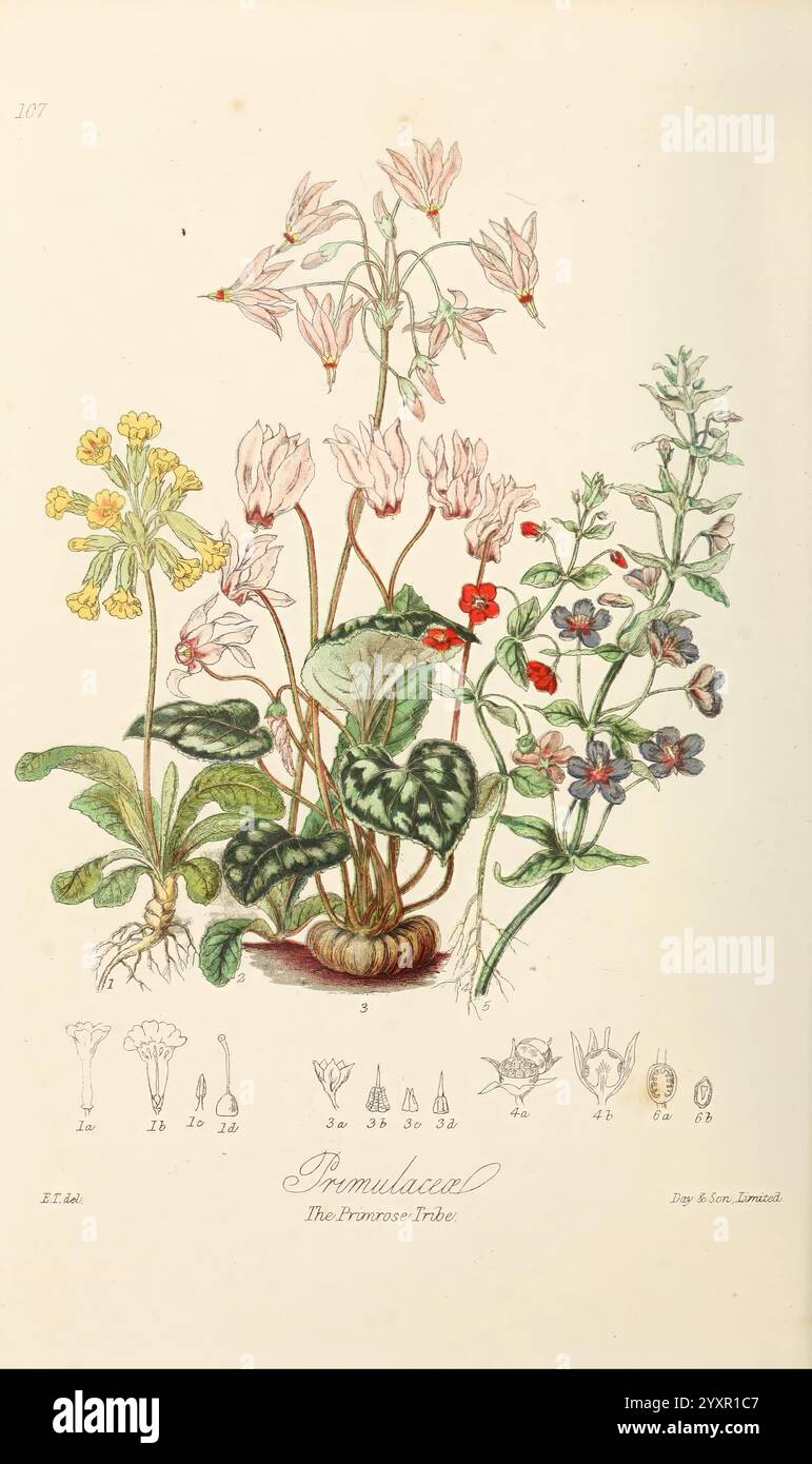 Surrounding foliage showcases hi-res stock photography and images - Alamy