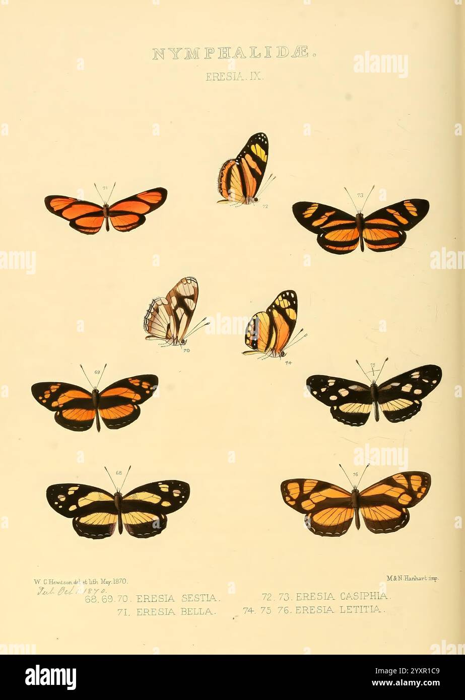 Revealing intricate designs hi-res stock photography and images - Alamy