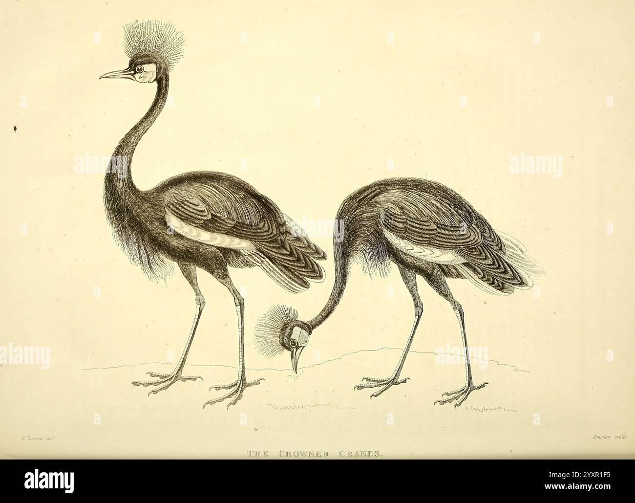 The wonders of the animal kingdom, London, T. Kelly, 1830, Great ...