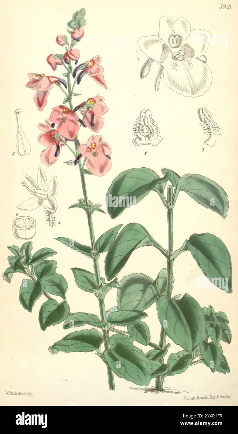 Understanding botanical anatomy hi-res stock photography and images - Alamy