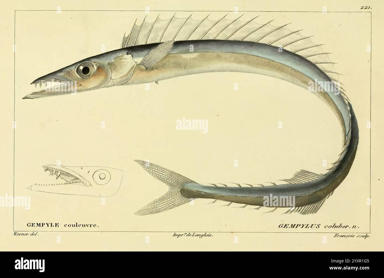 Fishs head exhibits hi-res stock photography and images - Alamy