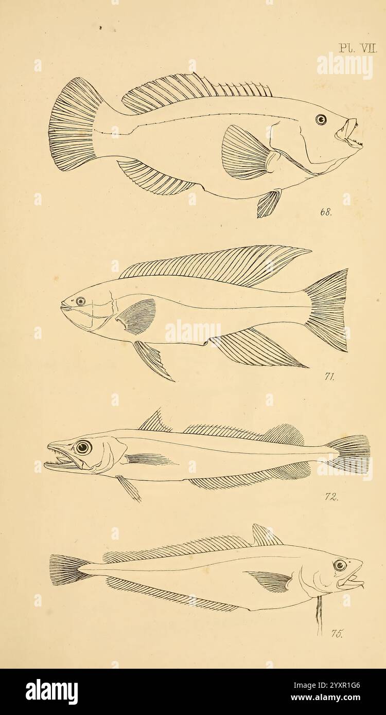 Fishes of New Zealand, Wellington, N.Z, J. Hughes, printer, 1872, New ...