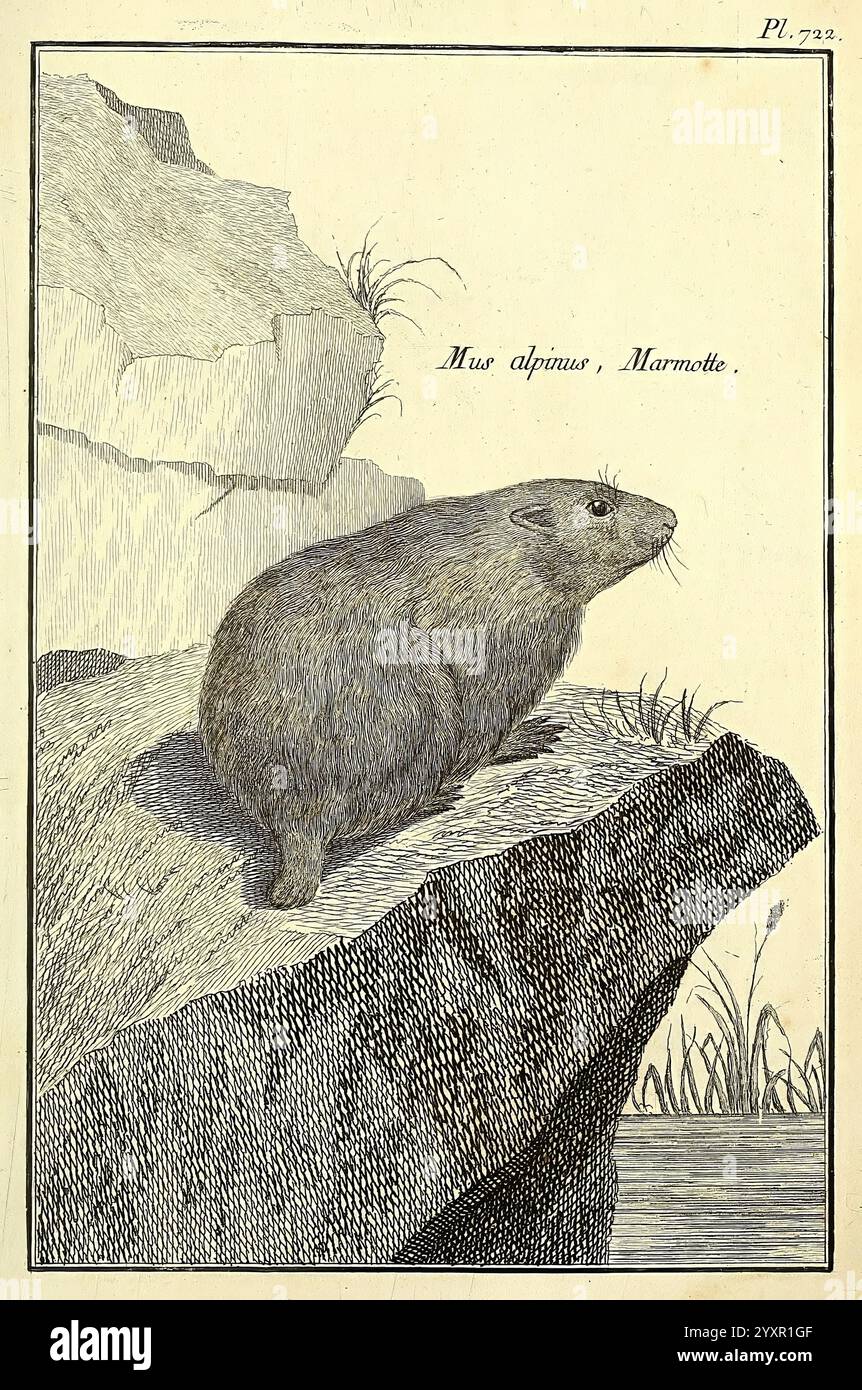 Animal en su habitat hi-res stock photography and images - Alamy