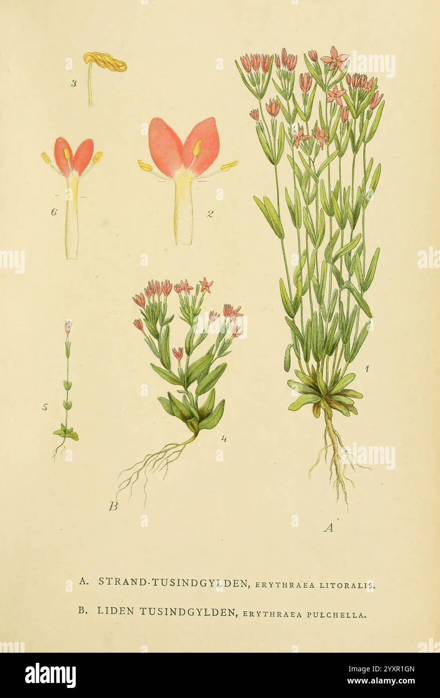 Own unique floral structure hi-res stock photography and images - Alamy