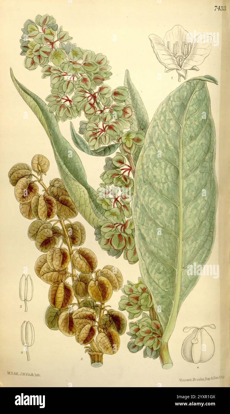 Curtis's Botanical Magazine, London, New York, botanical illustration ...