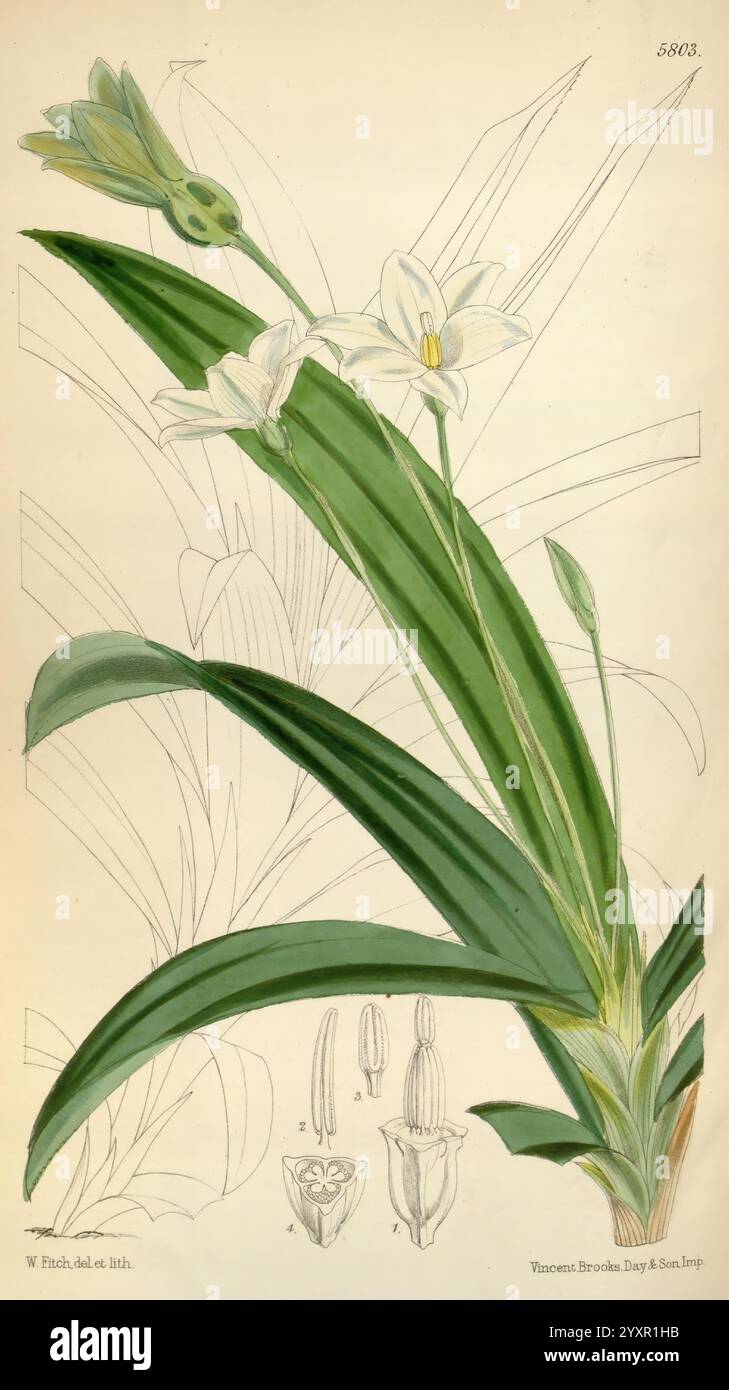 Curtis's Botanical Magazine, London, New York, botanical illustration ...