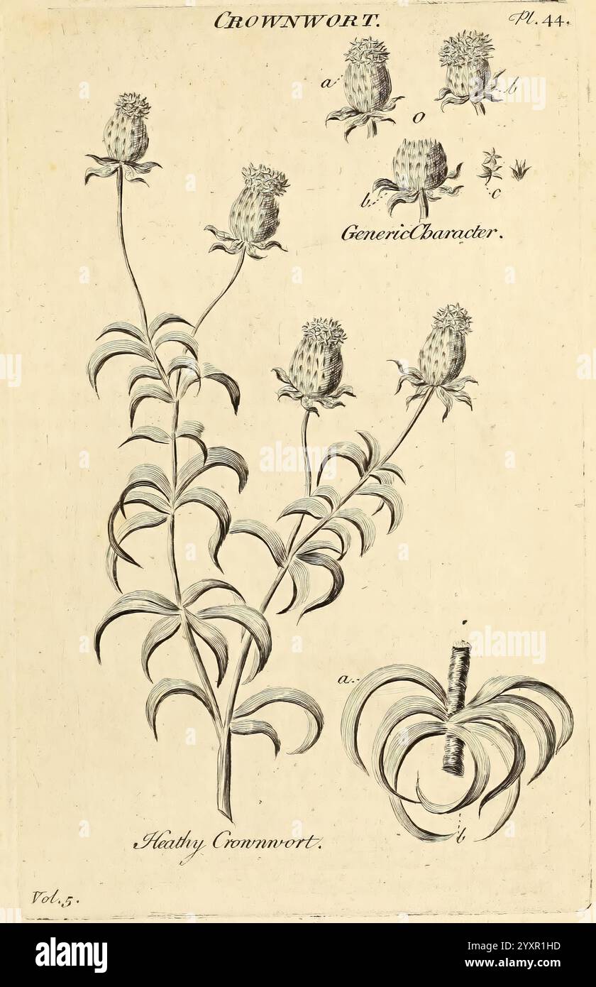 The Vegetable System London 1759-1763 Botany Pictorial Works, The ...