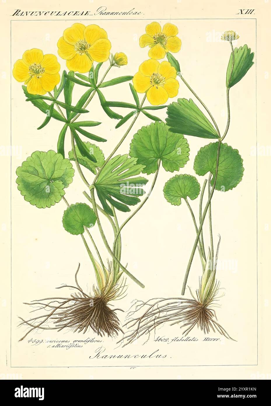 Palmat hi-res stock photography and images - Alamy