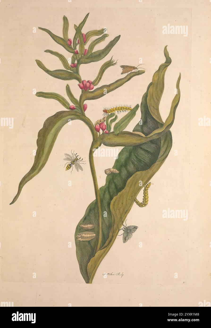 Maria Sybilla Merian, Over de voortteeling en wonderbaerlyke ...
