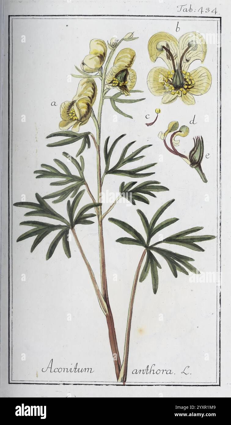 Icones Plantarum Medicinalium, Nürnberg, auf Kosten der Raspischen ...