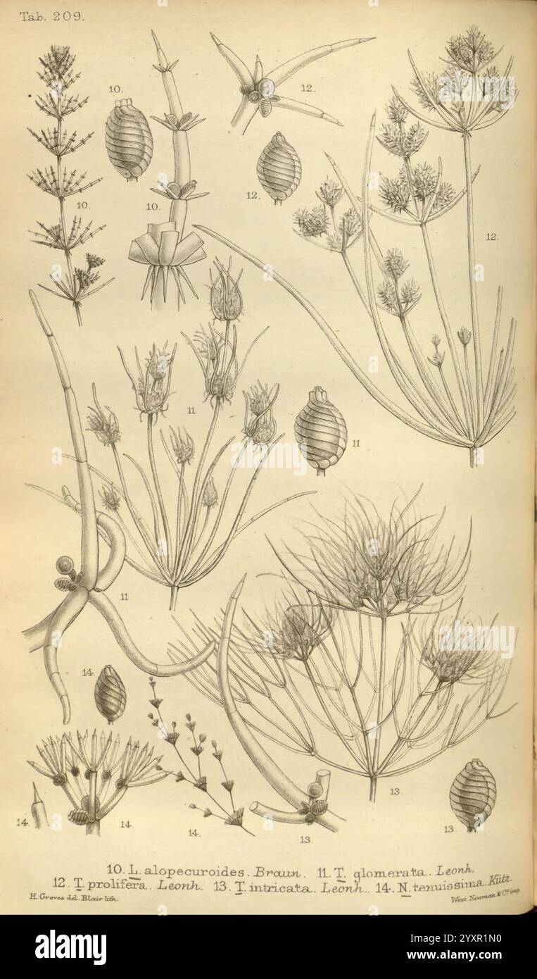 Journal of Botany, British and Foreign. London, Robert Hardwicke, 1863 ...