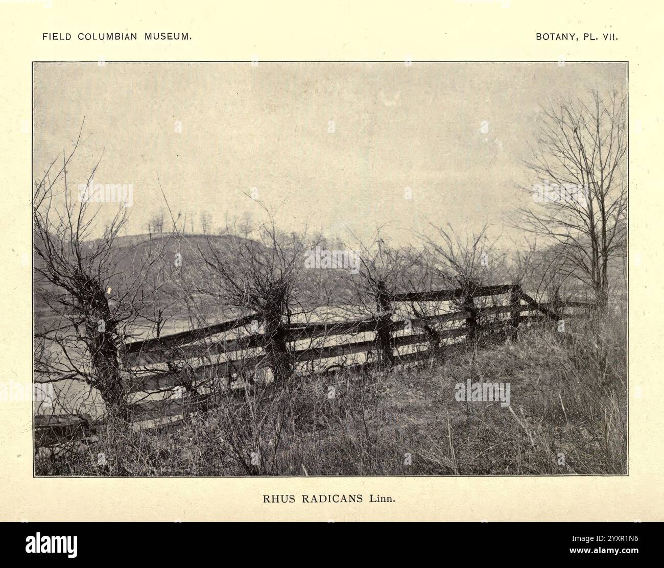 Sparse branches add hi-res stock photography and images - Alamy