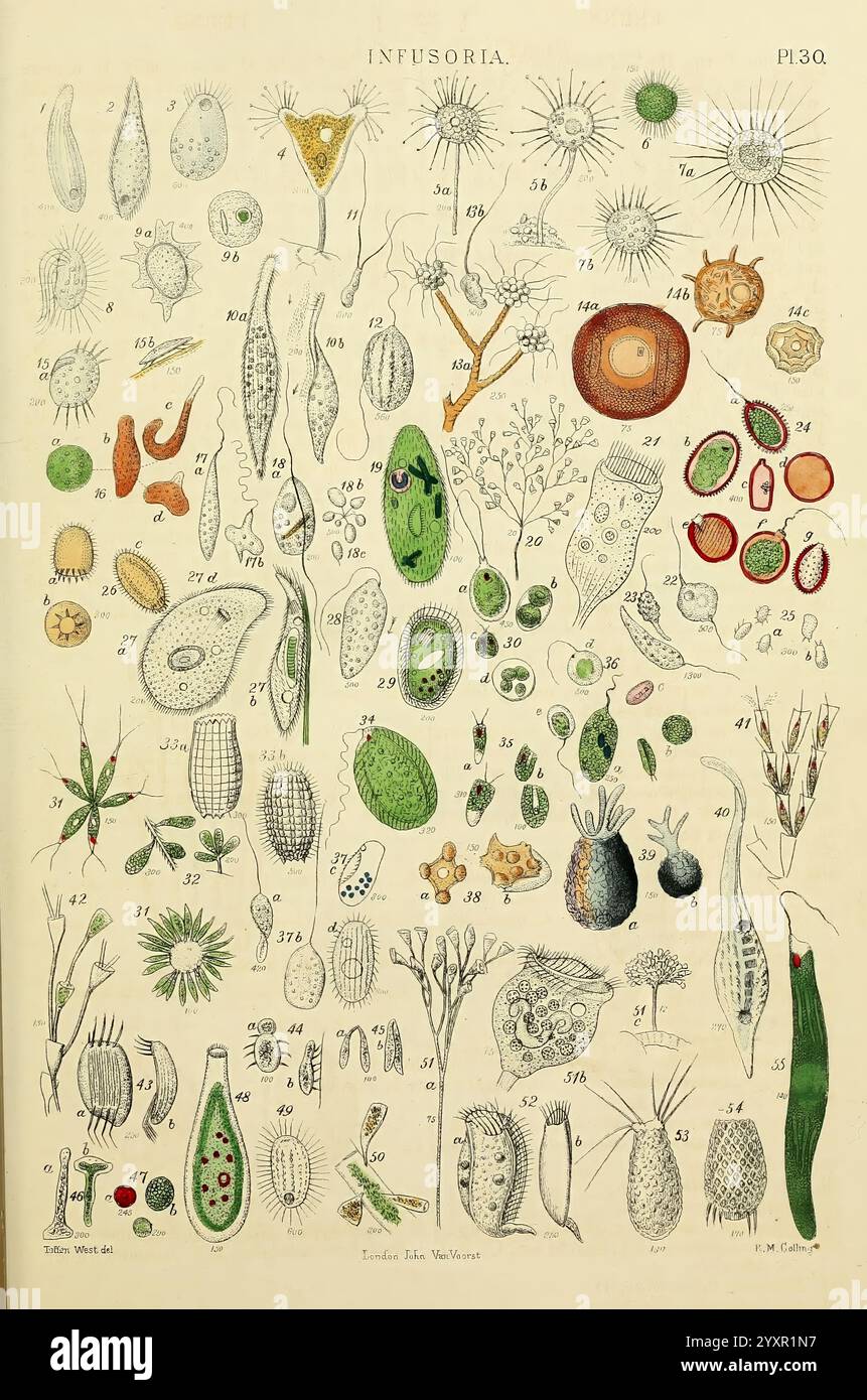 Individual cellular structures hi-res stock photography and images - Alamy