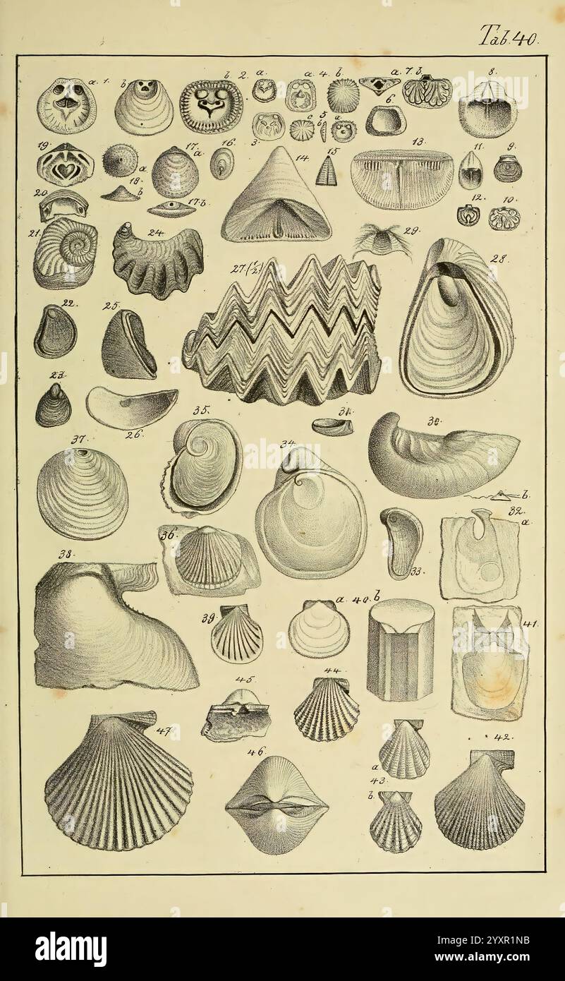 Comparative size reference hi-res stock photography and images - Alamy