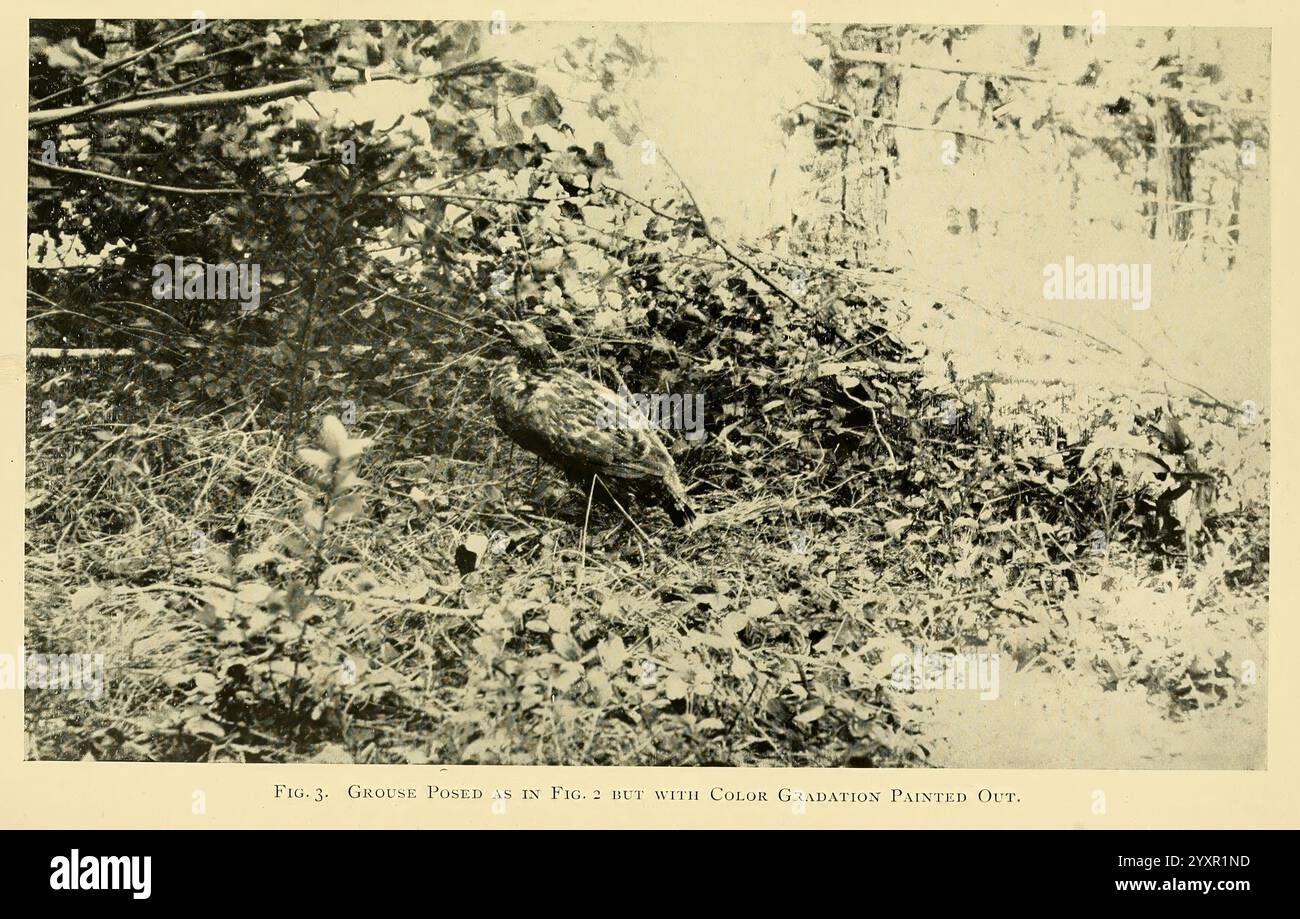 Camouflage scene featuring hi-res stock photography and images - Alamy