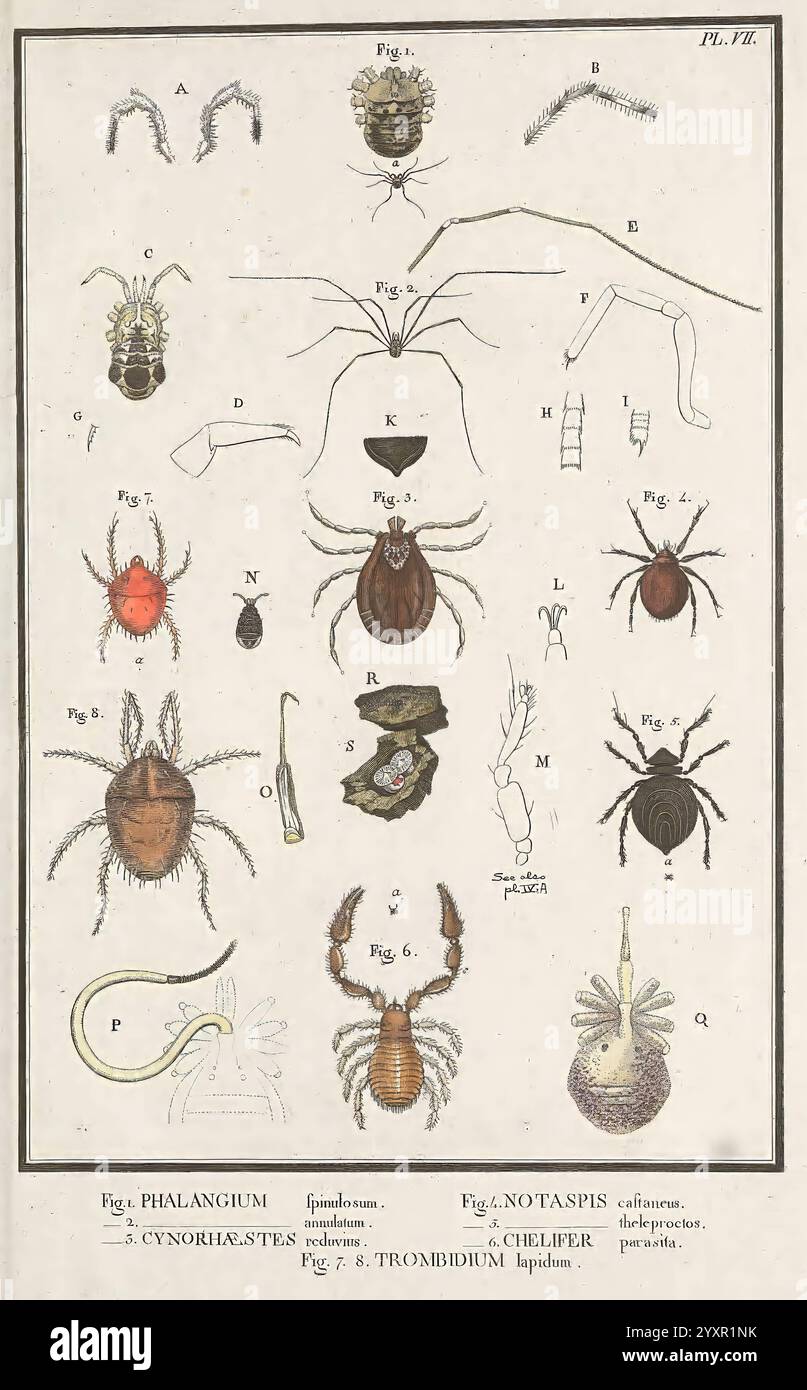 Mémoire aptérologique, Arachnida,, This detailed illustration features ...