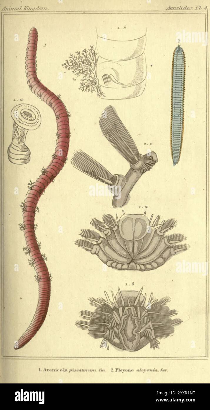 Understanding crustacean anatomy hi-res stock photography and images ...