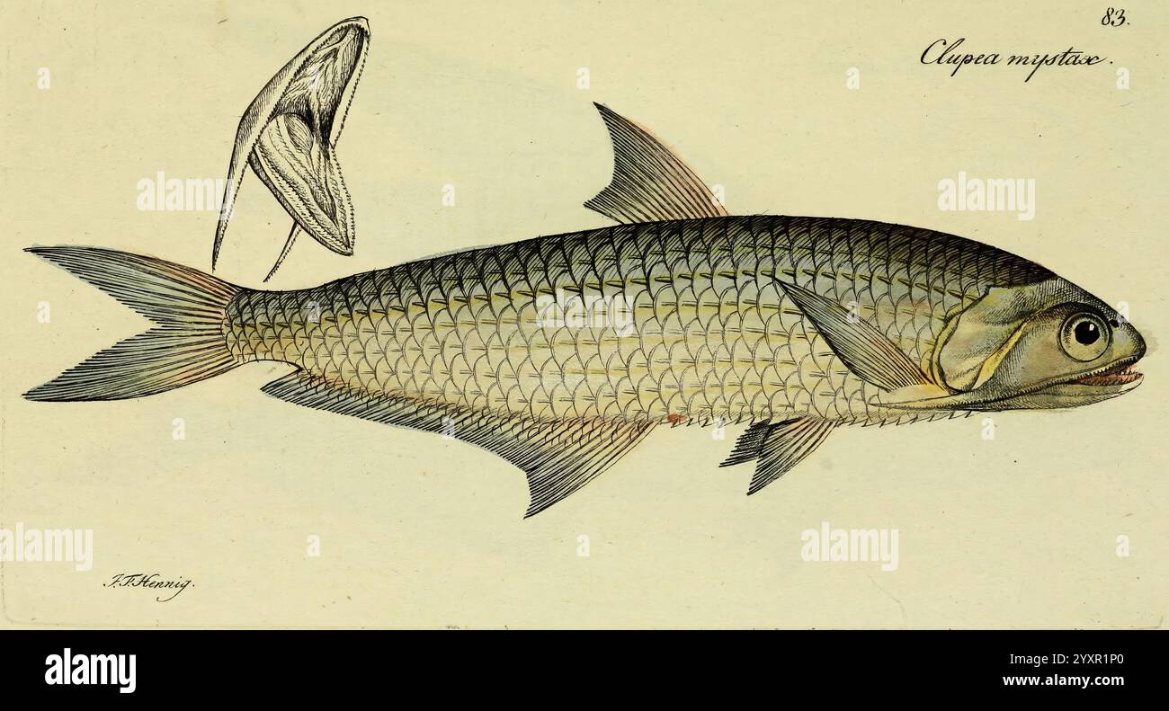 M mysticetus hi-res stock photography and images - Alamy