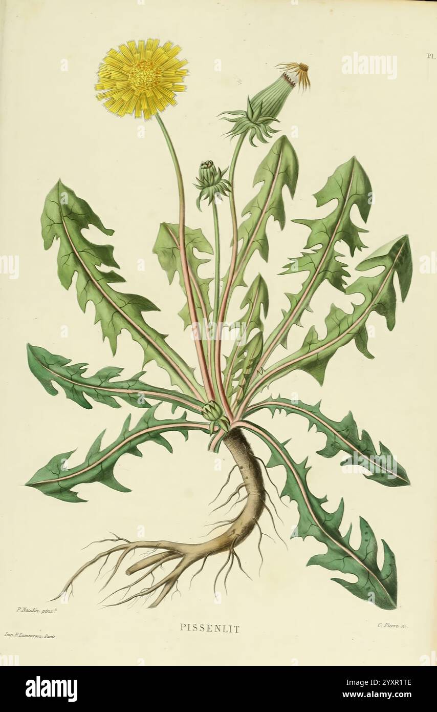 Plants typical rosette formation hi-res stock photography and images ...