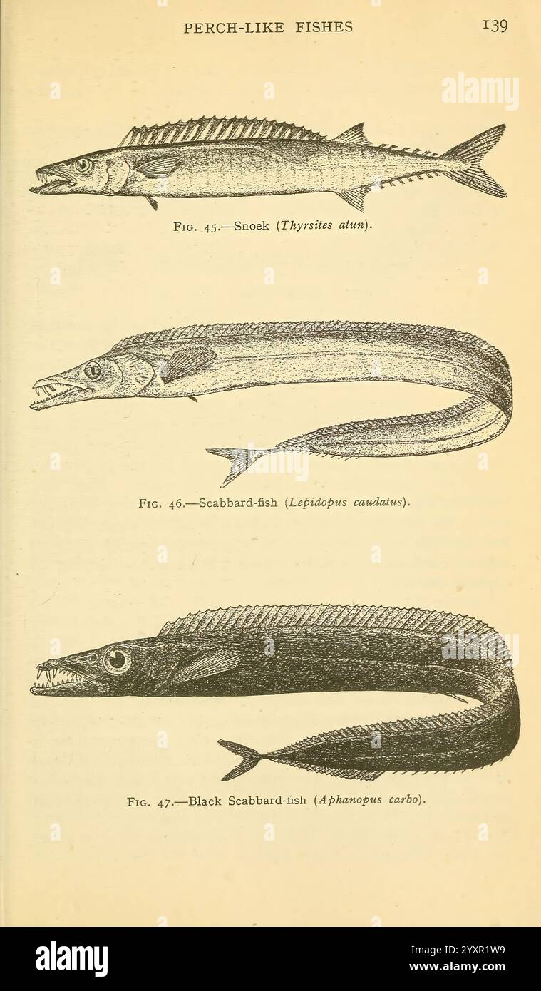 Streamlined fish exhibits hi-res stock photography and images - Alamy