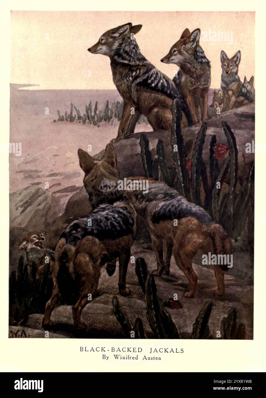 Jackal awareness hi-res stock photography and images - Alamy