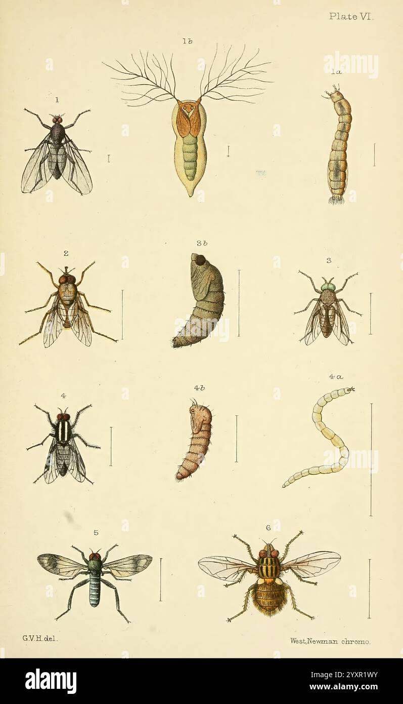 Depictions of different life stages hi-res stock photography and images ...