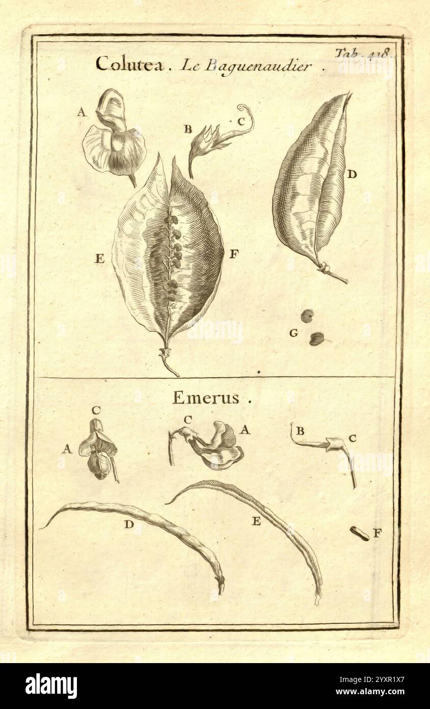 Identifying different parts hi-res stock photography and images - Alamy