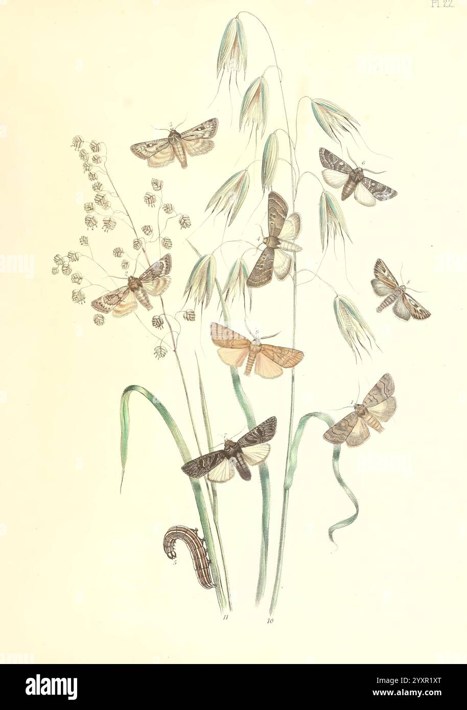 British and their transformations. London, 1843-45. Great Britain,, A ...