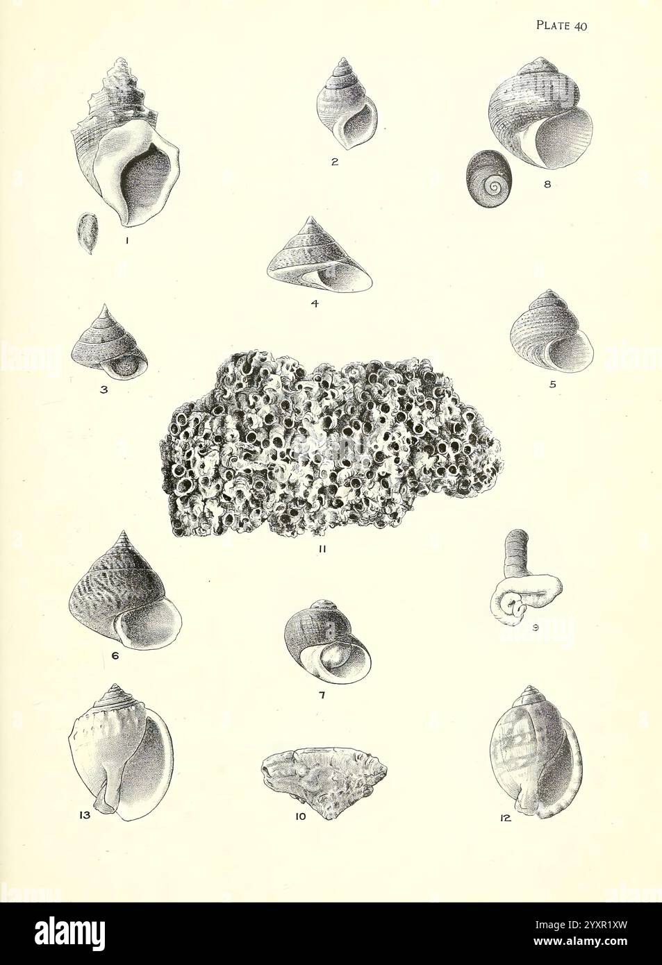 Calliostoma selectum turbo granosas nzspecies hi-res stock photography ...