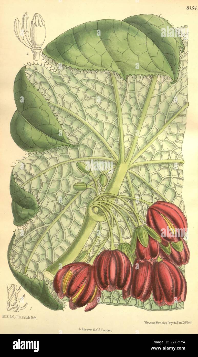 Curtis's Botanical Magazine London New York Botany Periodicals ...