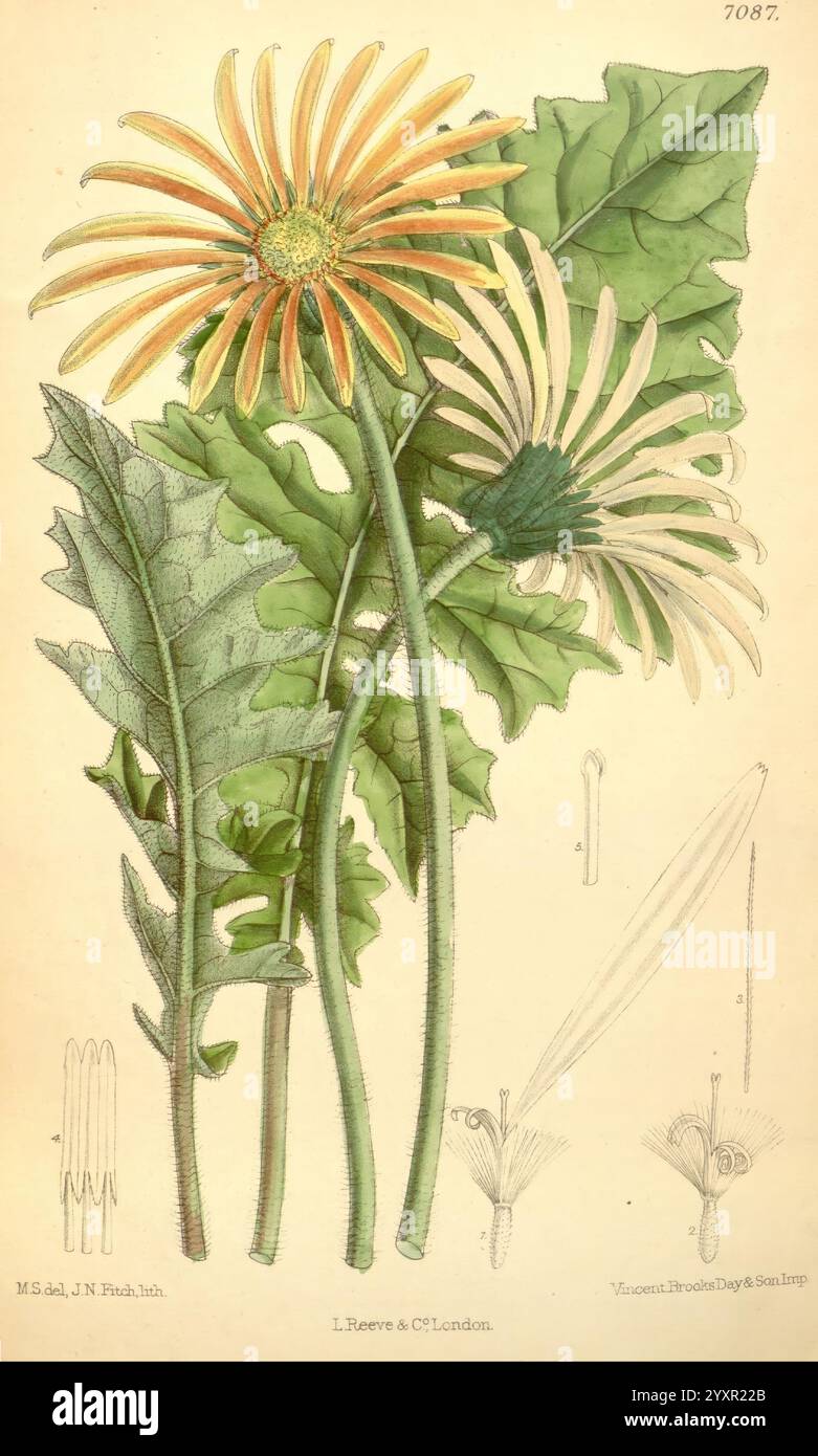 Curtis's Botanical Magazine, London, New York, botanical illustration ...