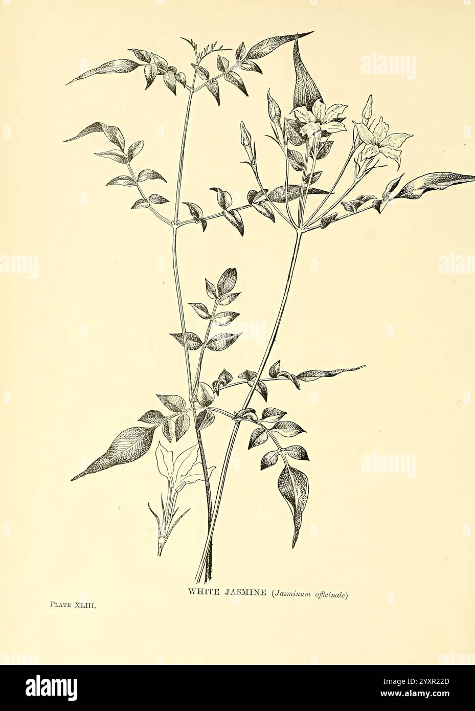 Trees and shrubs of the British Isles, London Dent 1909, botany, Great ...