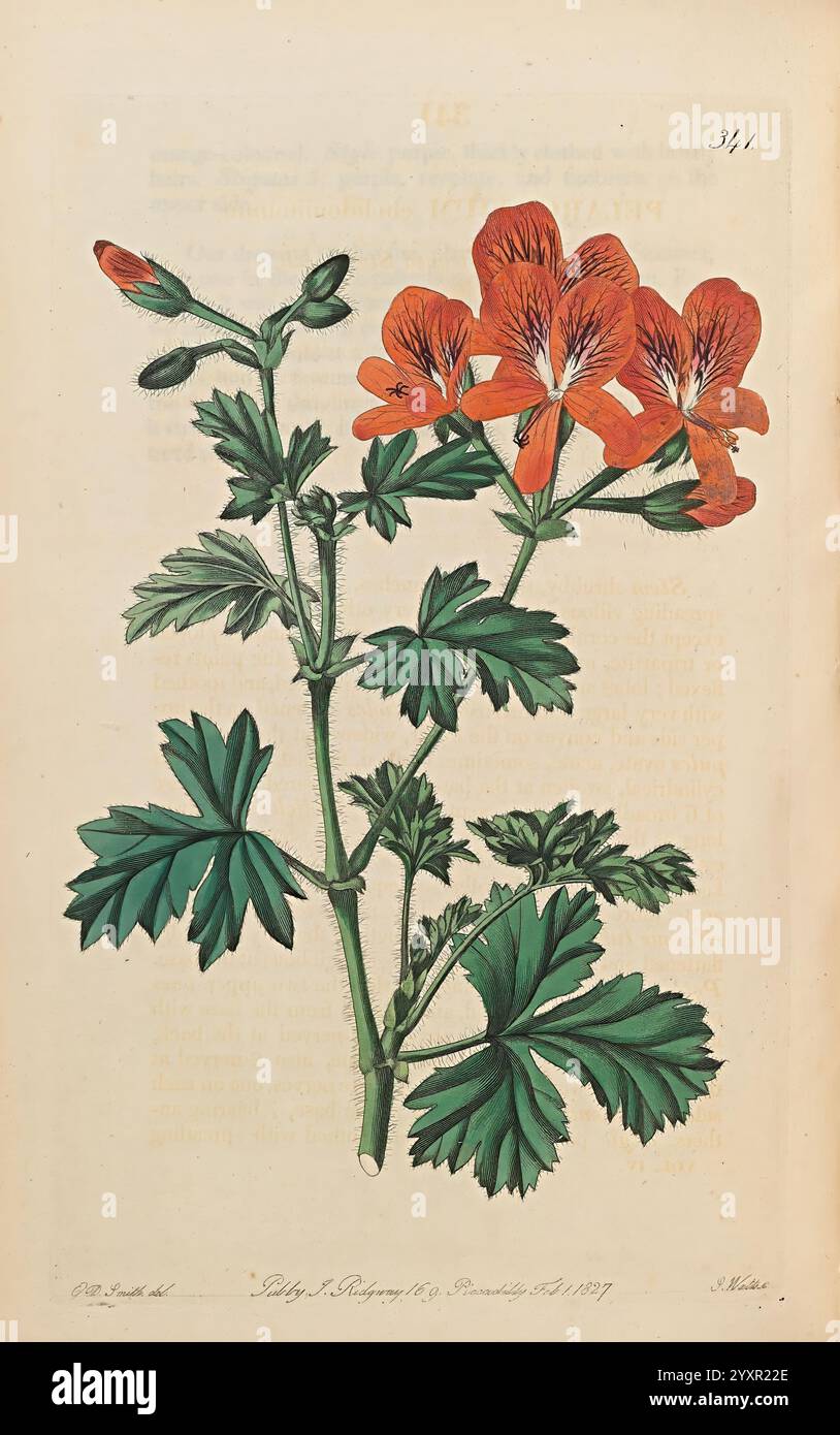 Geraniaceae, London, Printed for James Ridgway, Piccadilly, 1820-1830 ...