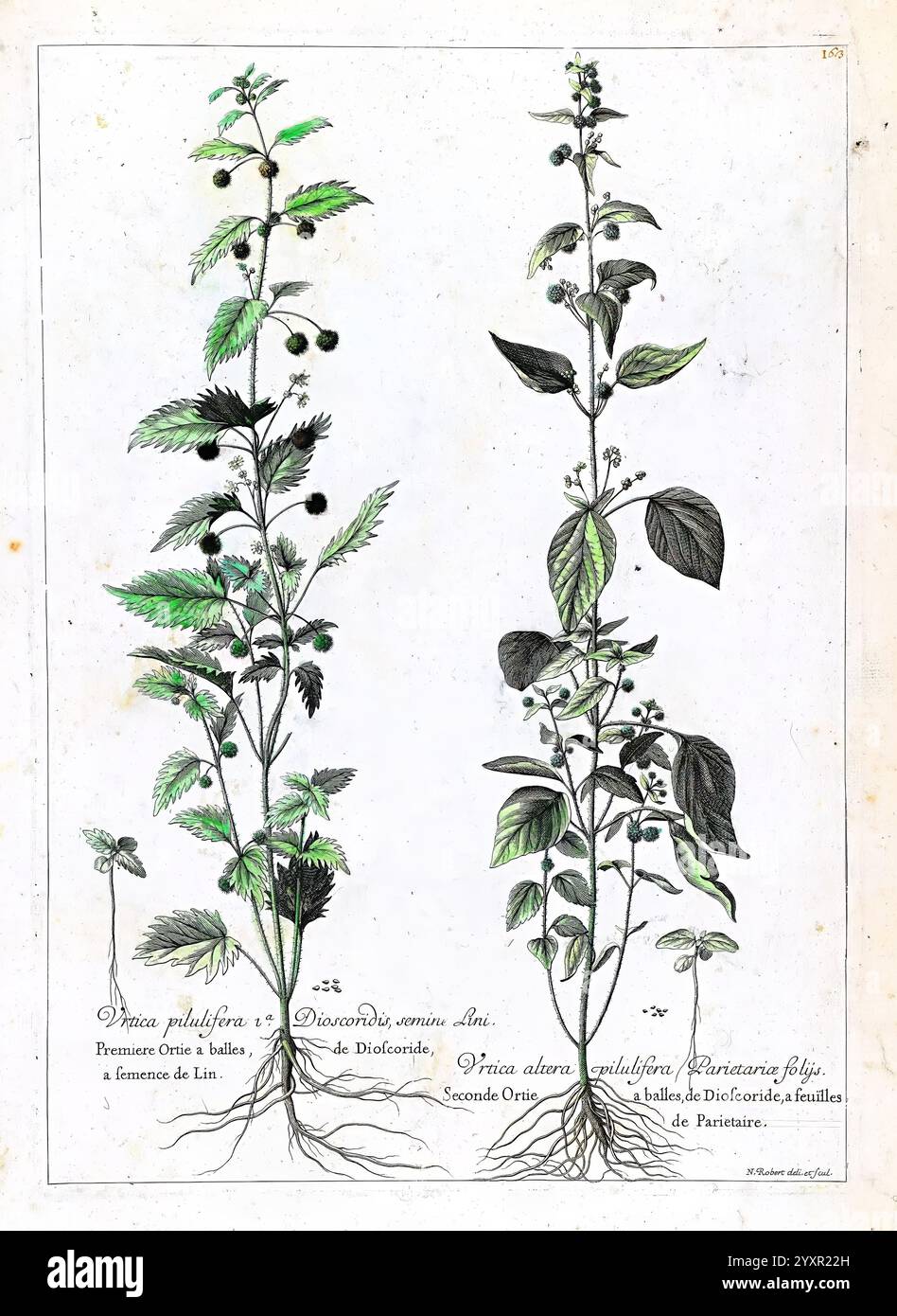 Recueil des plantes, dessinées, et gravées, par ordre du roi Louis XIV ...