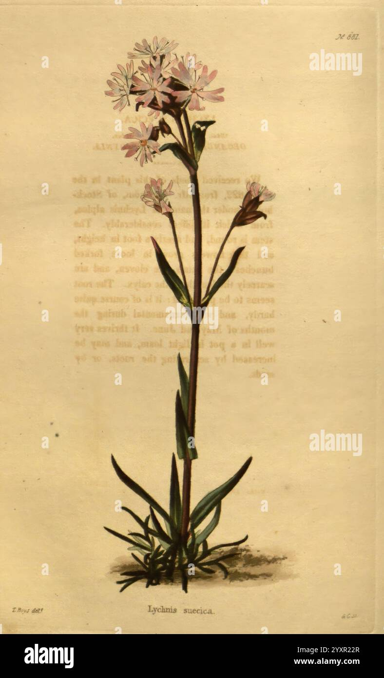 The Botanical Cabinet London, John & Arthur Arch, 1817-1833, The ...
