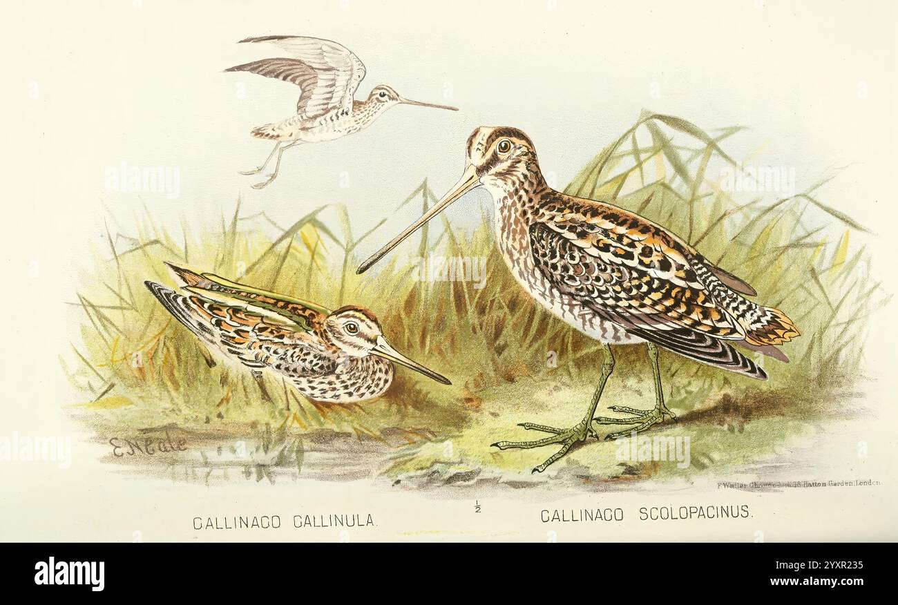 Artwork features three shorebirds hi-res stock photography and images ...